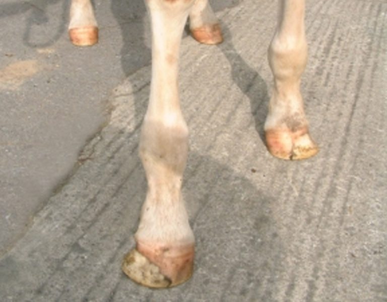 Lateral Extension – Imprint Equine Foot Care