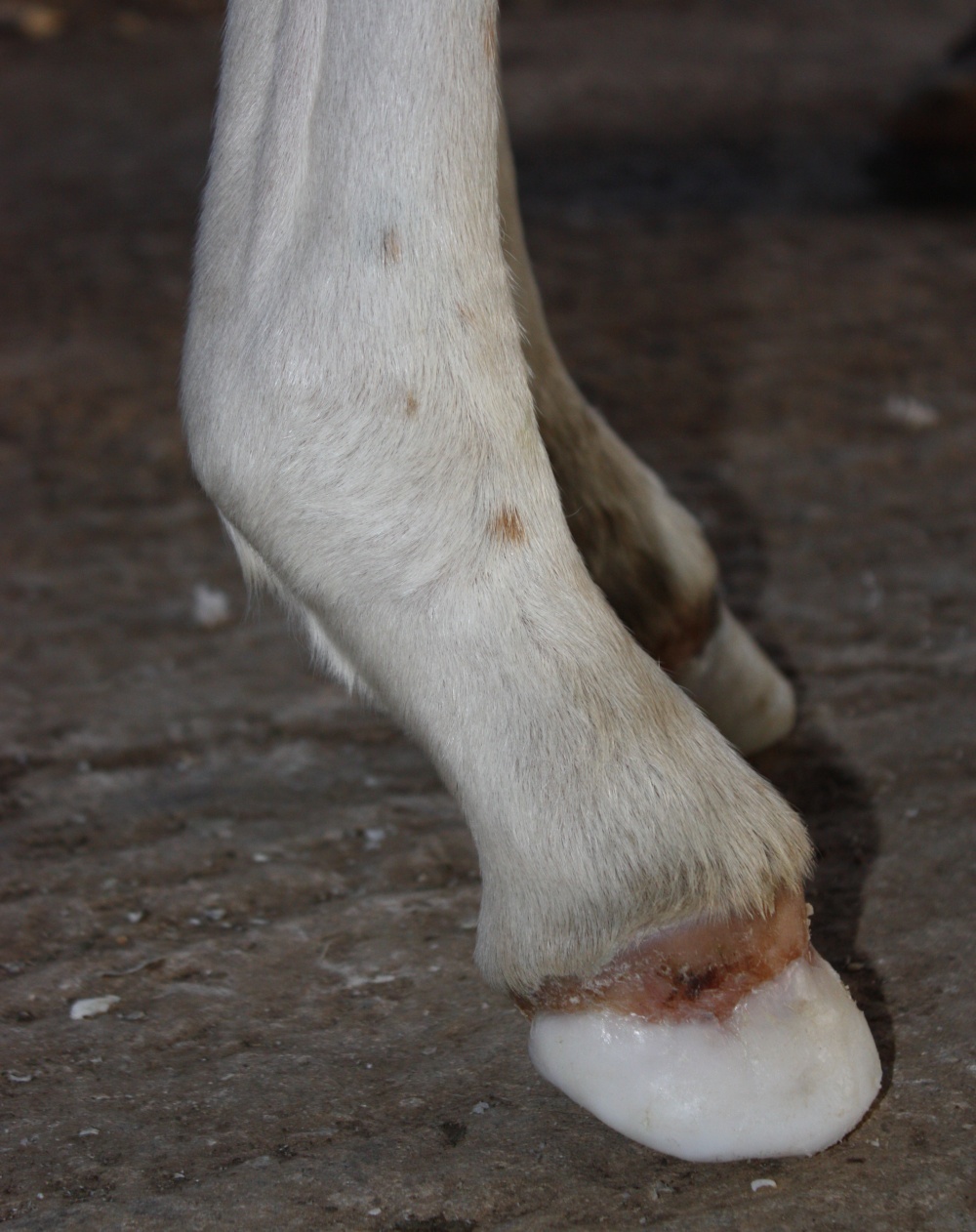 Foal Deformities – Imprint Equine Foot Care